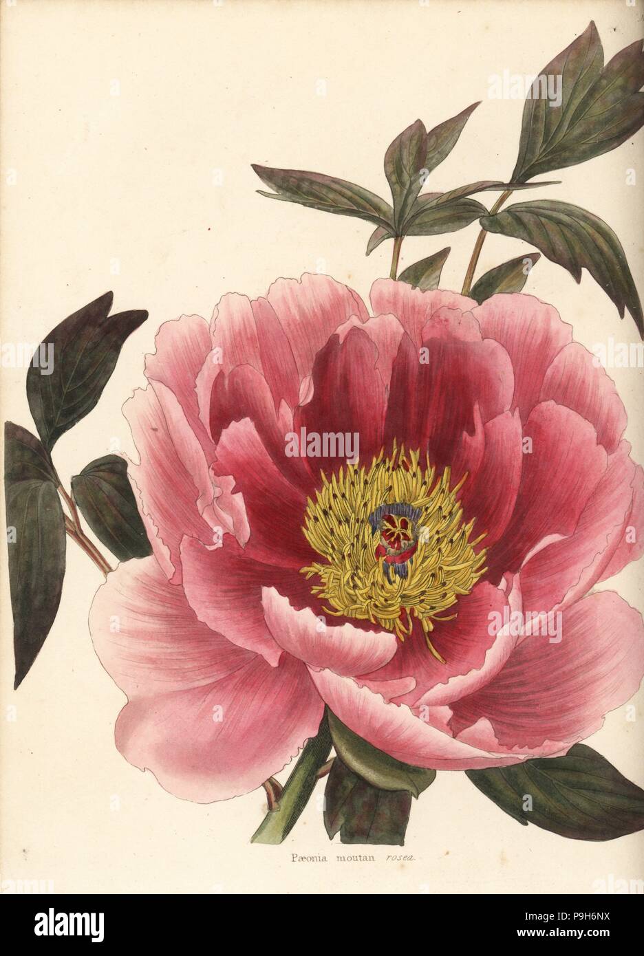 Peony, Paeonia moutan rosea. Handcoloured copperplate engraving by ...