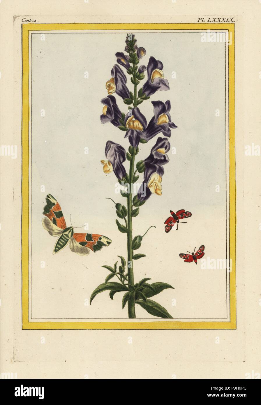 Le mufle de lyon hi-res stock photography and images - Alamy