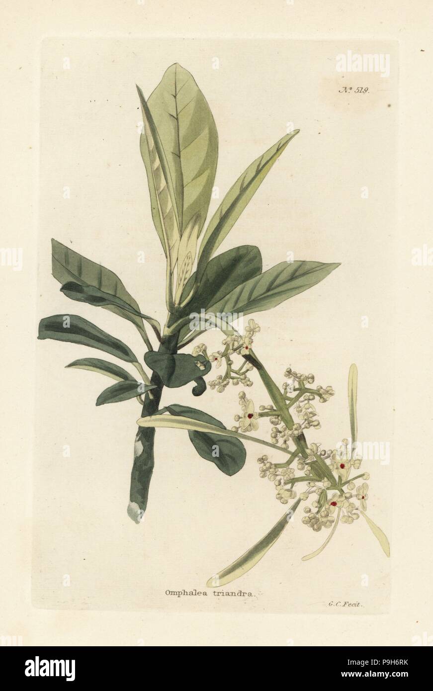 Omphalea triandra, native to Jamaica. Handcoloured copperplate ...