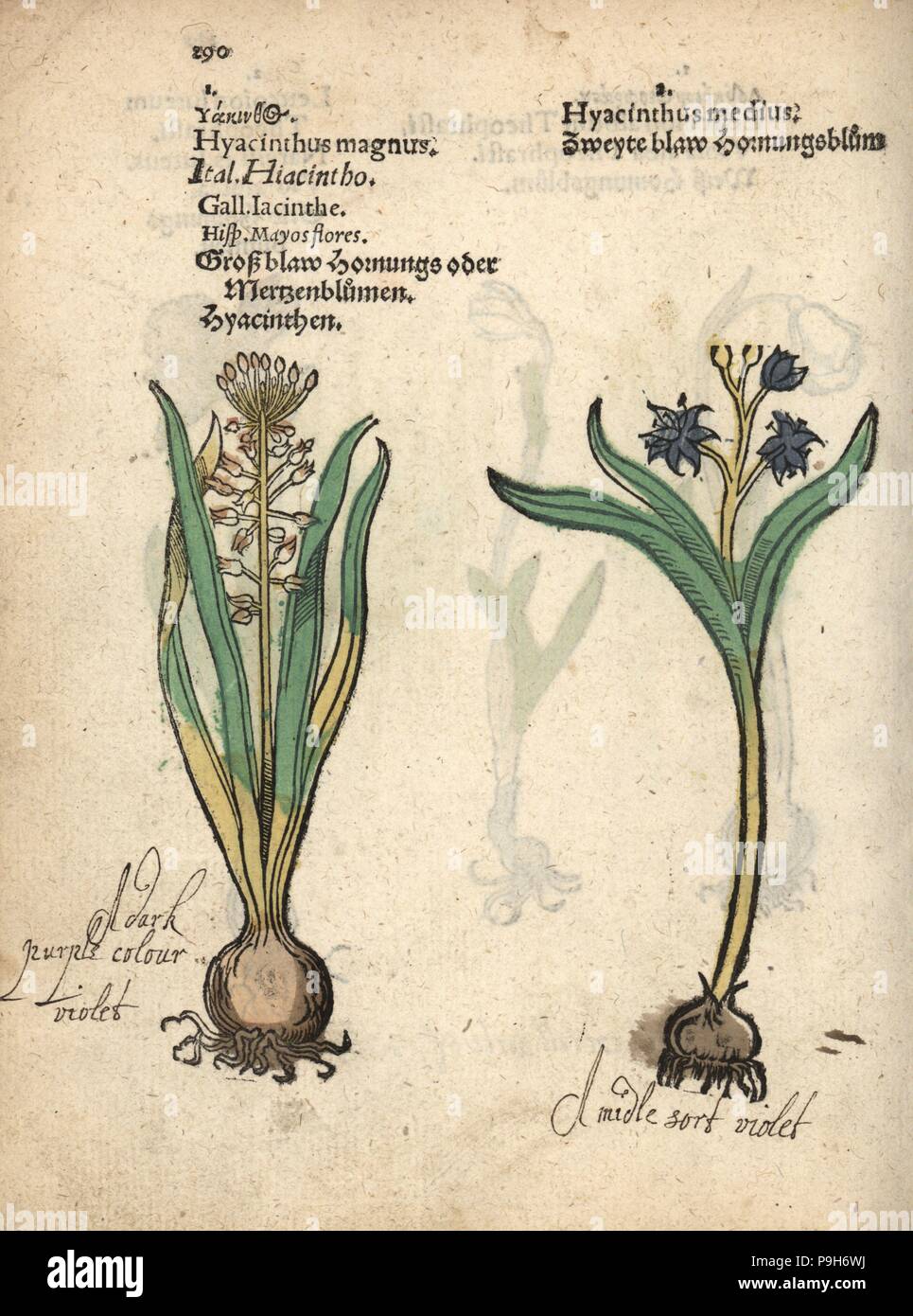 Hyacinth Botanical Drawing
