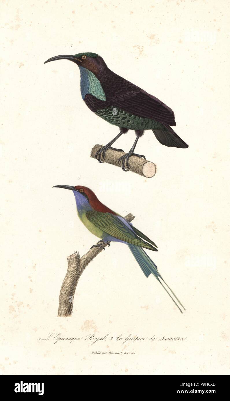 Paradise riflebird hi-res stock photography and images - Alamy