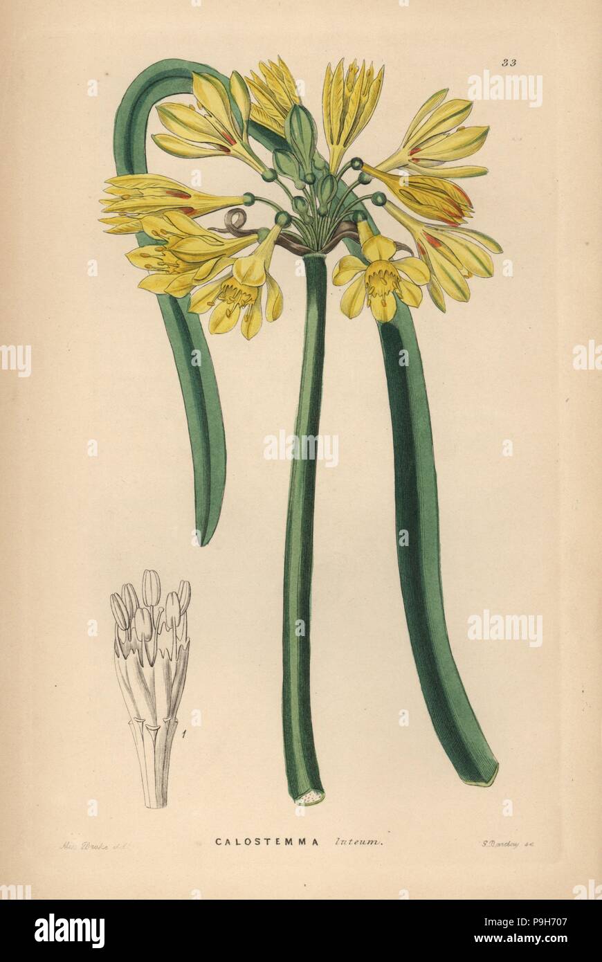 Yellow calostemma, Calostemma luteum. Handcoloured copperplate ...