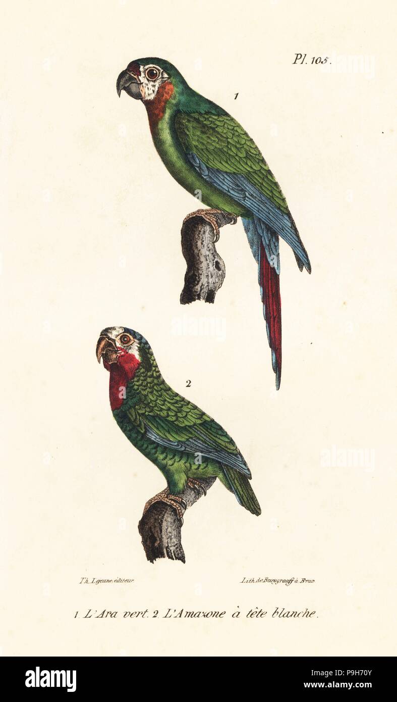 Cuban Red Macaw Extinct