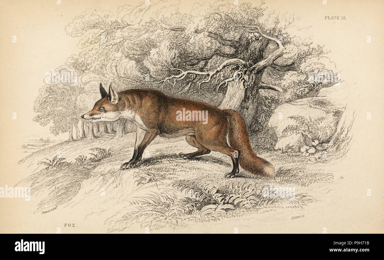 Red fox, Vulpes vulpes (Vulpes vulgaris). Handcoloured steel engraving ...