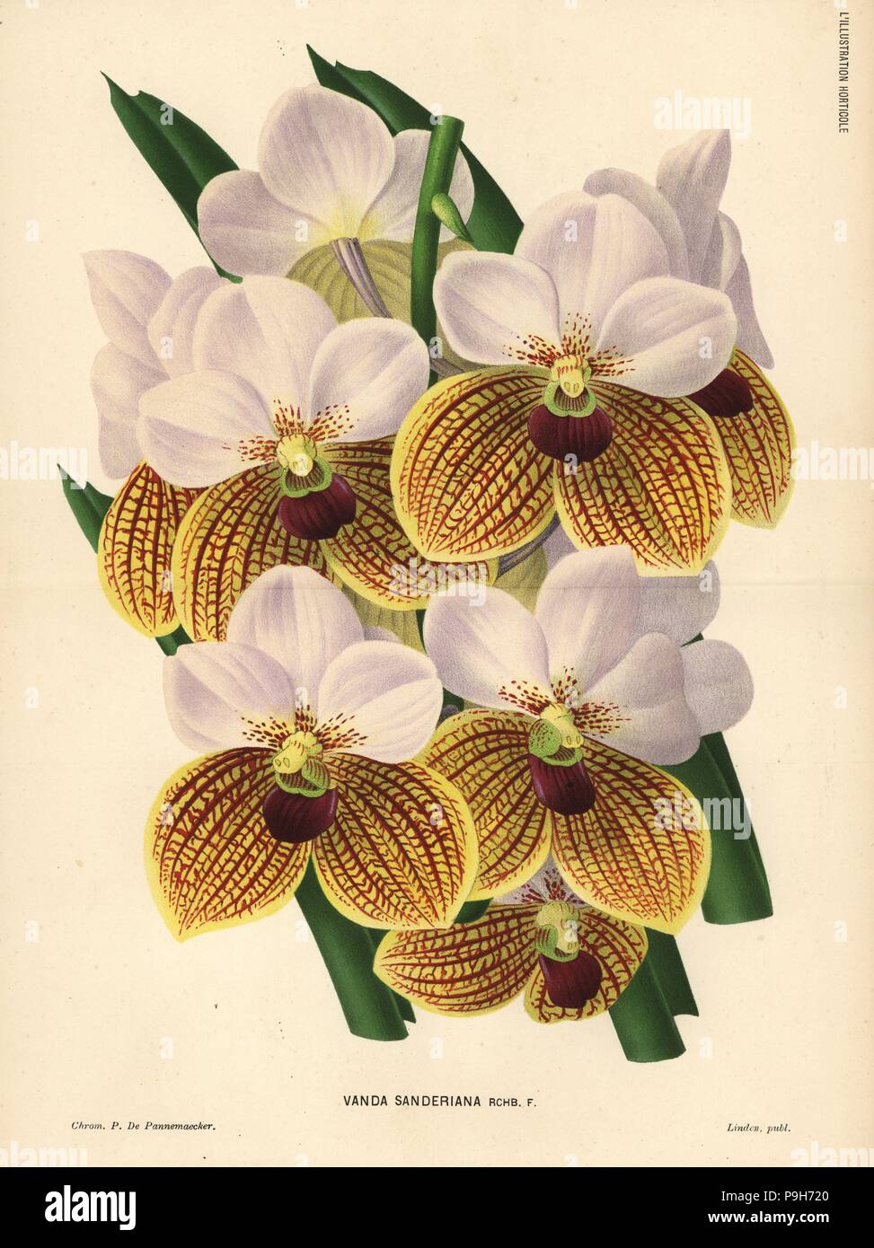 Sander's vanda orchid, Euanthe sanderiana (Vanda sanderiana ...