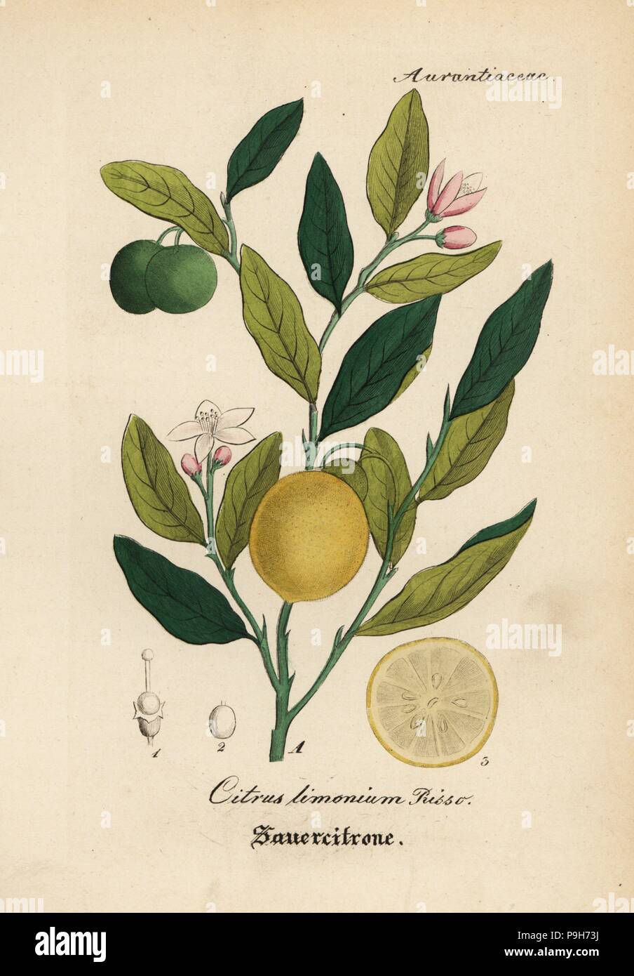 Lemon, Citrus limon (Citrus limonium Risso). Handcoloured copperplate ...