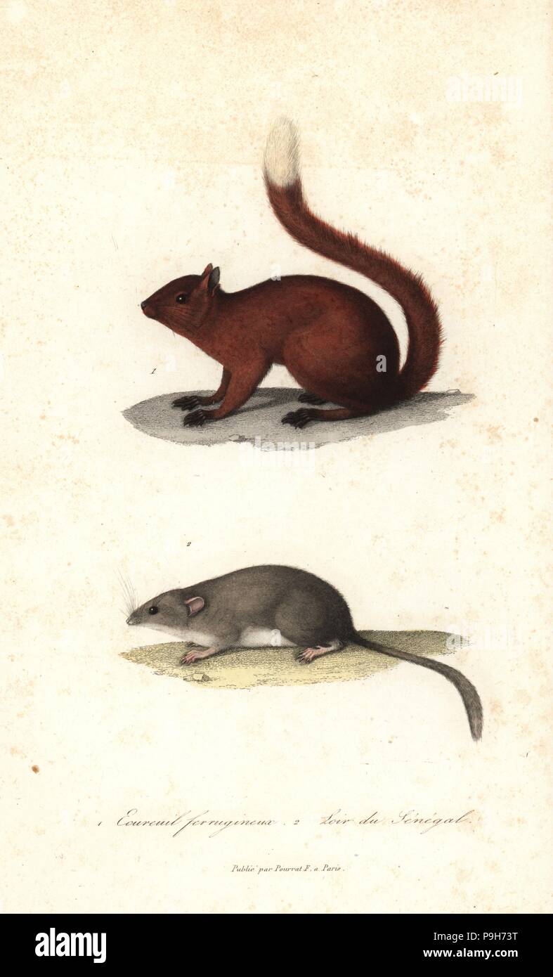 Graphiurus species hi-res stock photography and images - Alamy