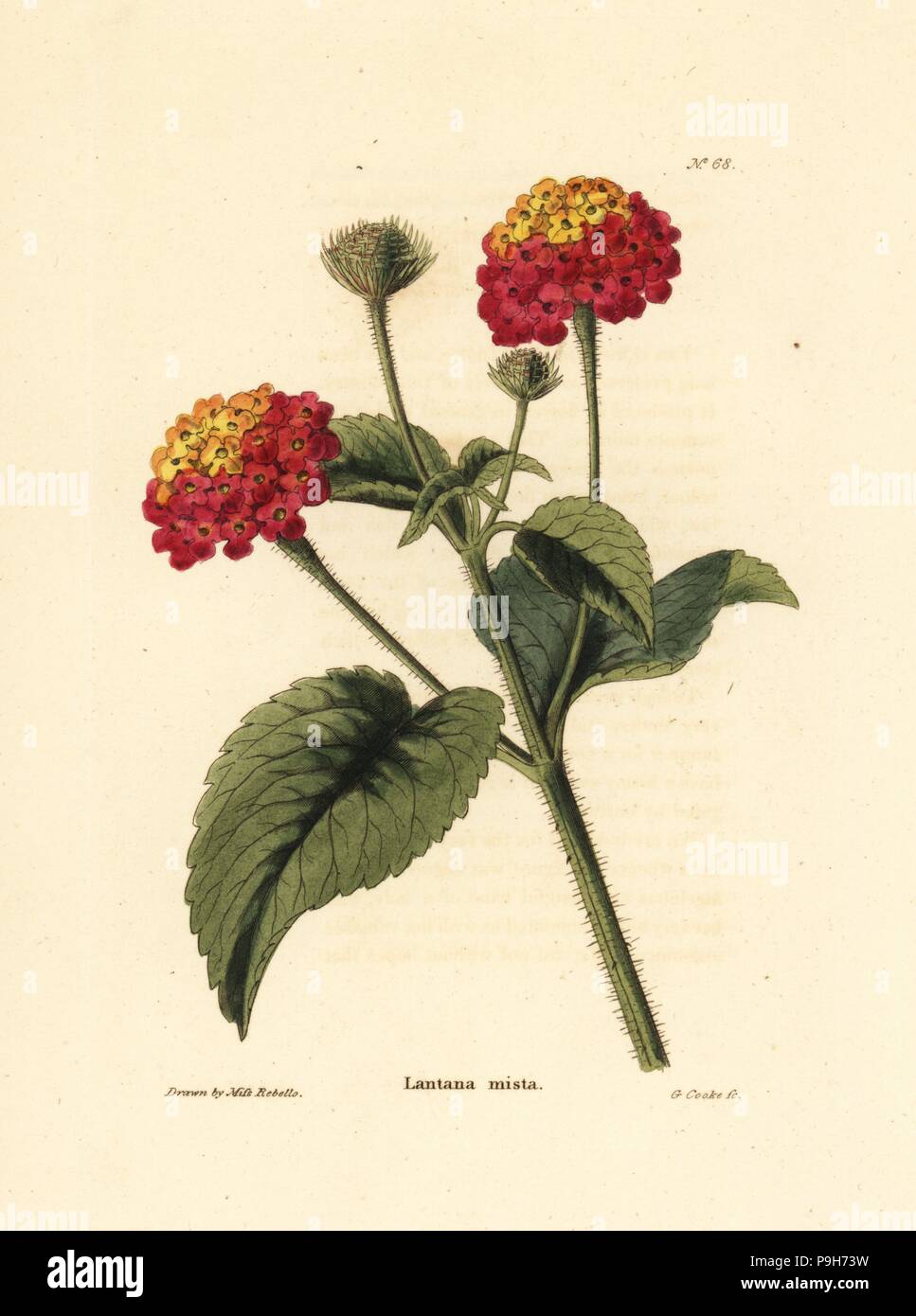 Miss cooke hi-res stock photography and images - Alamy