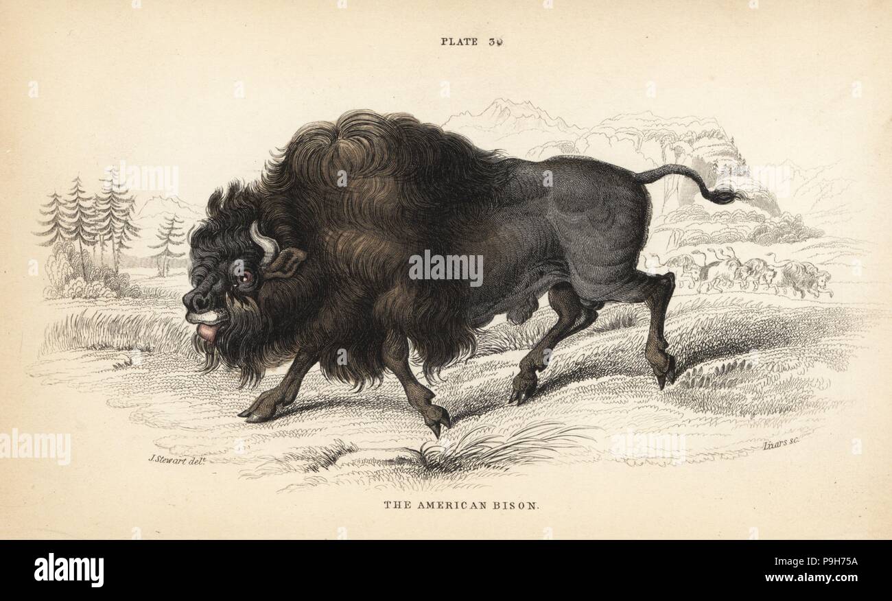 American bison or buffalo, Bison bison (Bos americanus). Handcoloured ...