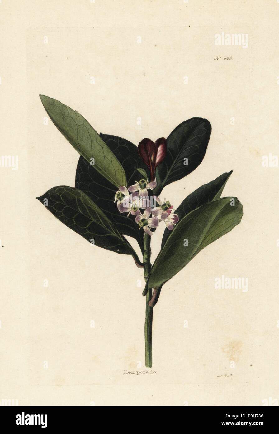 Evergreen holly, Ilex perado. Handcoloured copperplate engraving by ...