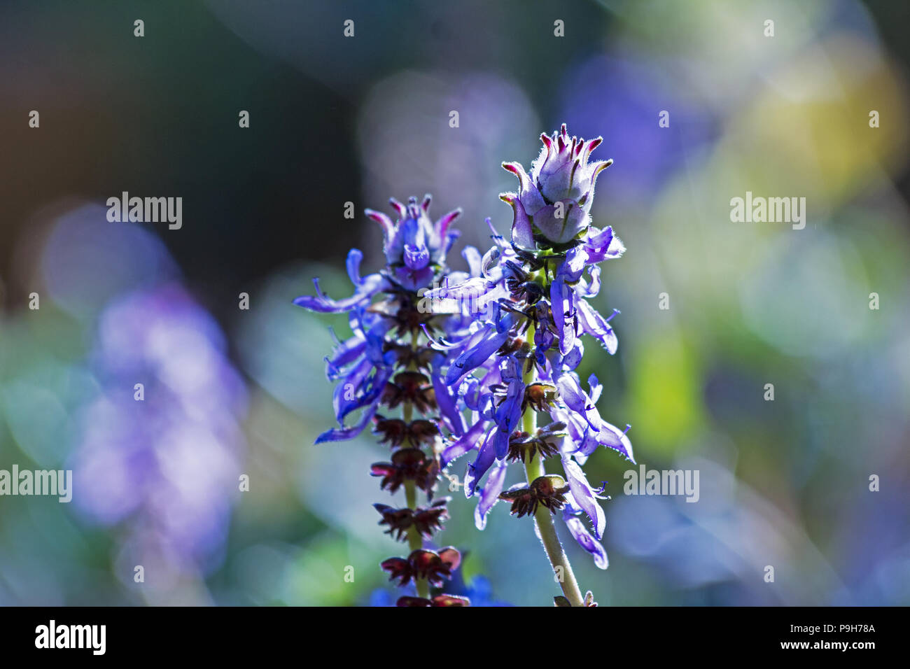 Plectranthus ornatus blue flowers in a garden Stock Photo - Alamy