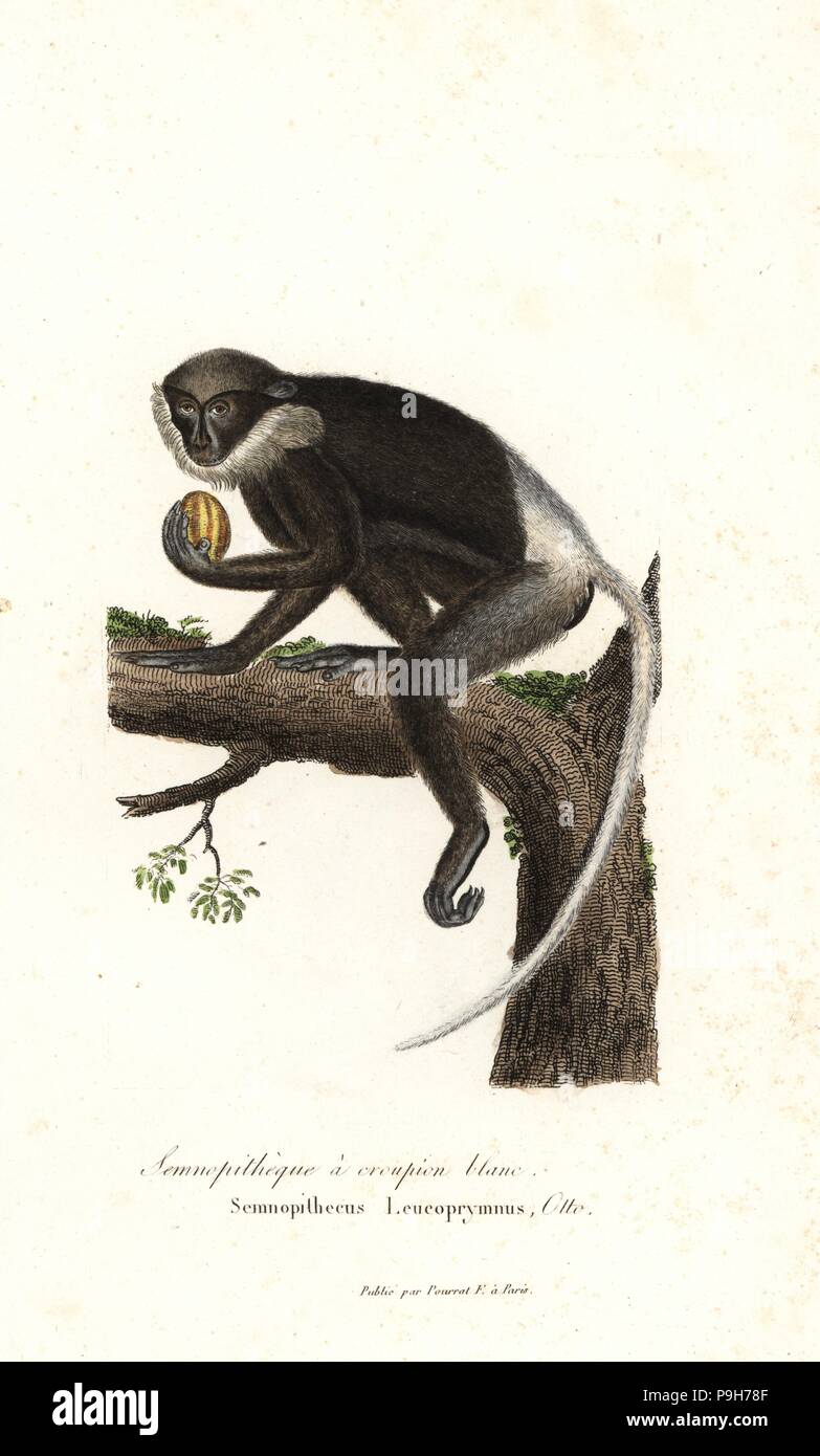Purple-faced langur, Trachypithecus vetulus. Endangered. Handcoloured ...