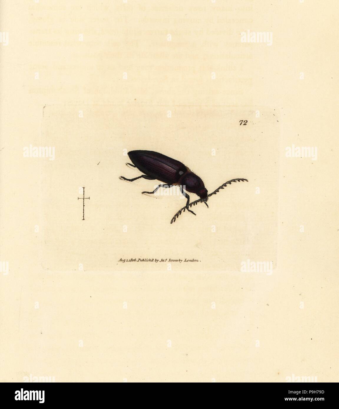 Cuprea hi-res stock photography and images - Alamy