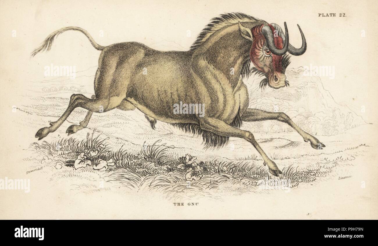 Catoblepas Mythology