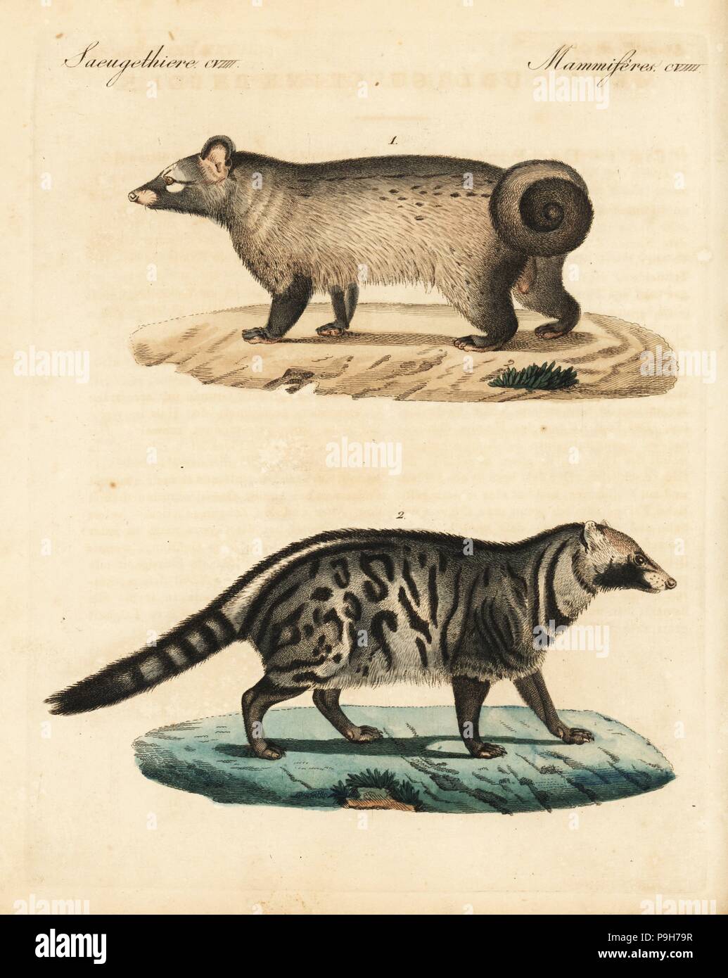 African Civet