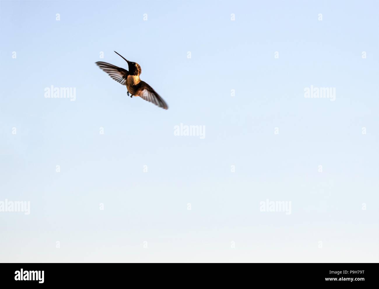 Hummingbird in flight, sunset light Stock Photo - Alamy