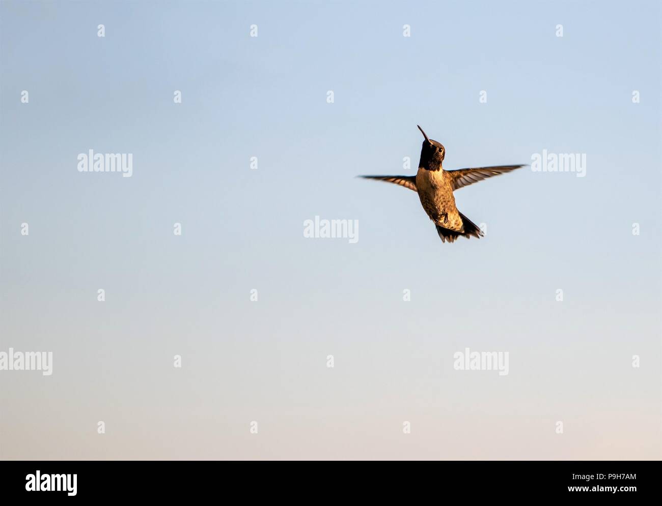 Humming birds hi-res stock photography and images - Alamy
