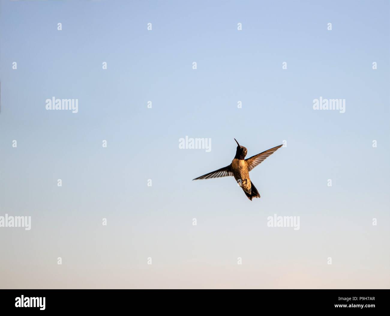 Humming birds hi-res stock photography and images - Alamy