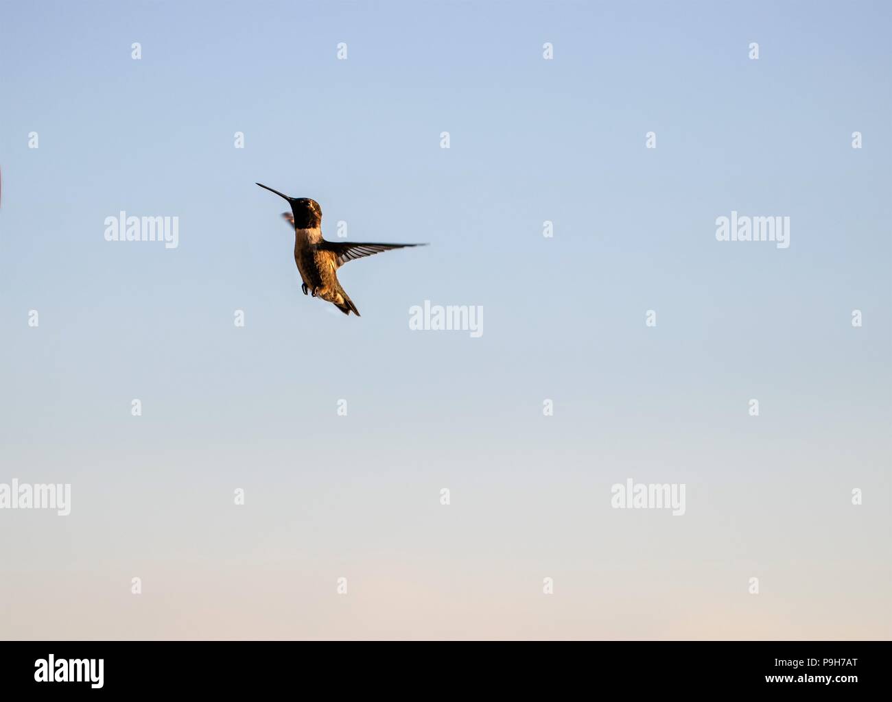 Humming birds hi-res stock photography and images - Alamy