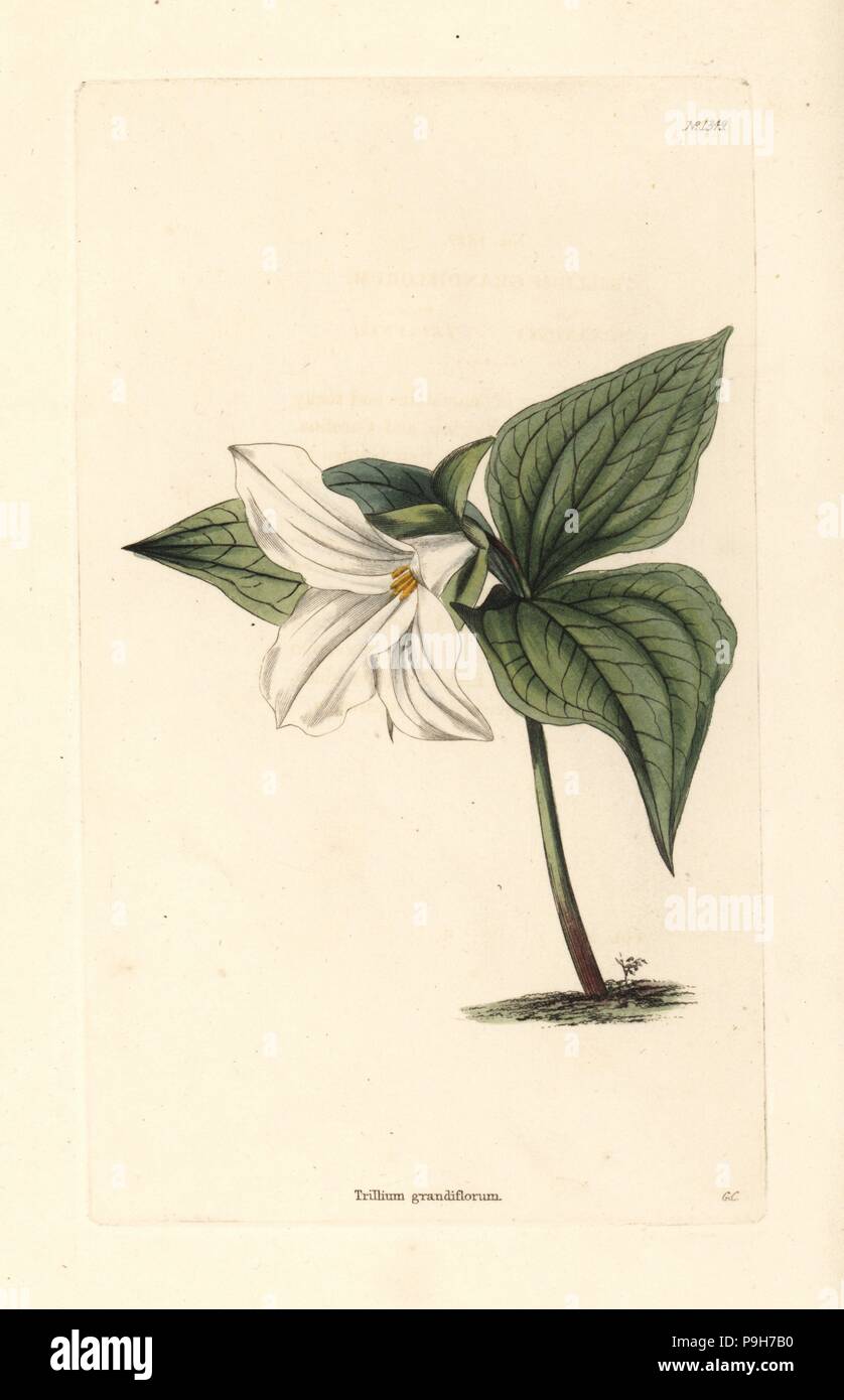 Trillium Botanical Illustration