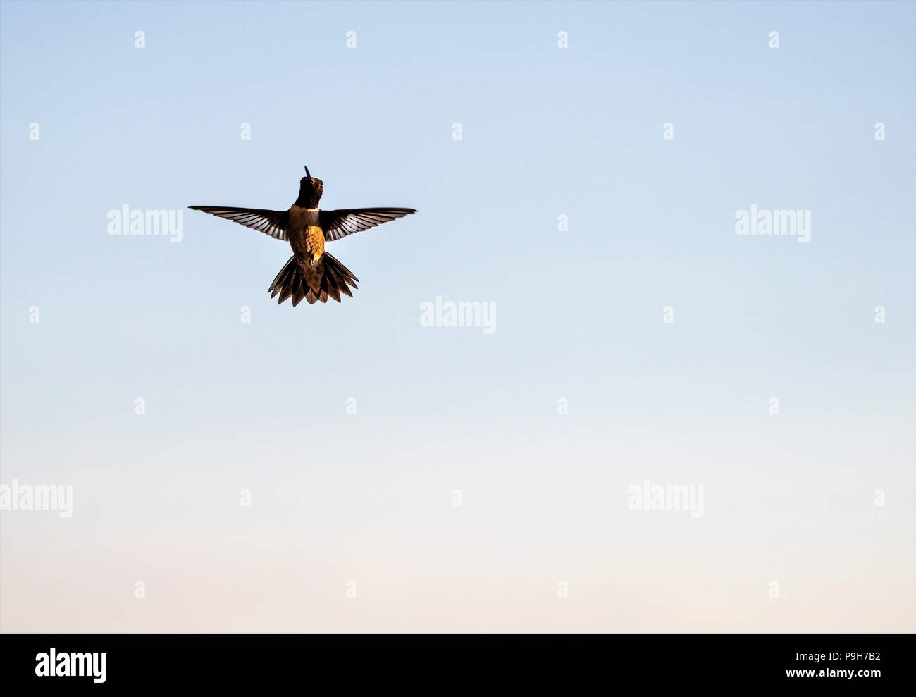 Golden hummingbird hi-res stock photography and images - Alamy