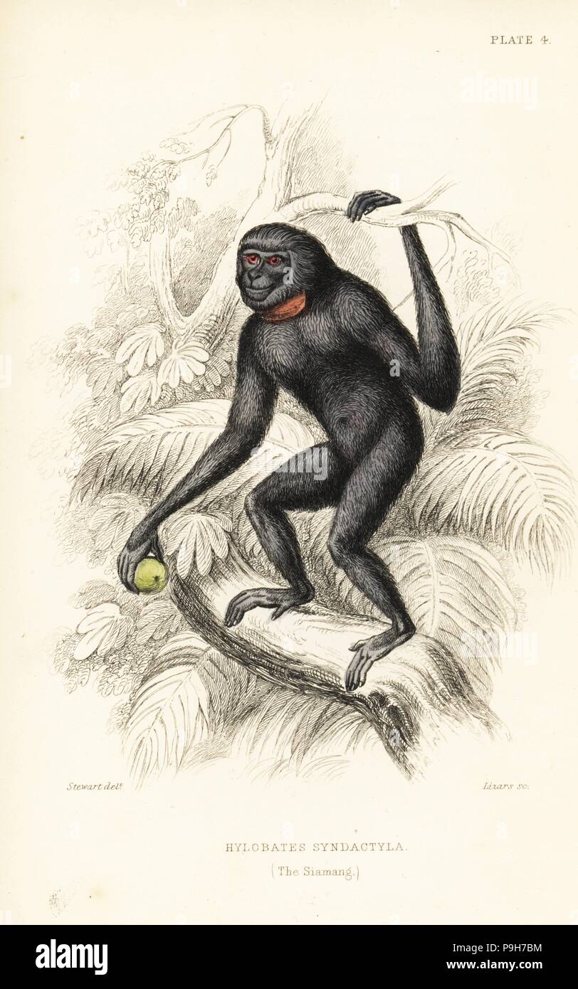 Siamang with fruit, Symphalangus syndactylus (Hylobates syndactyla ...