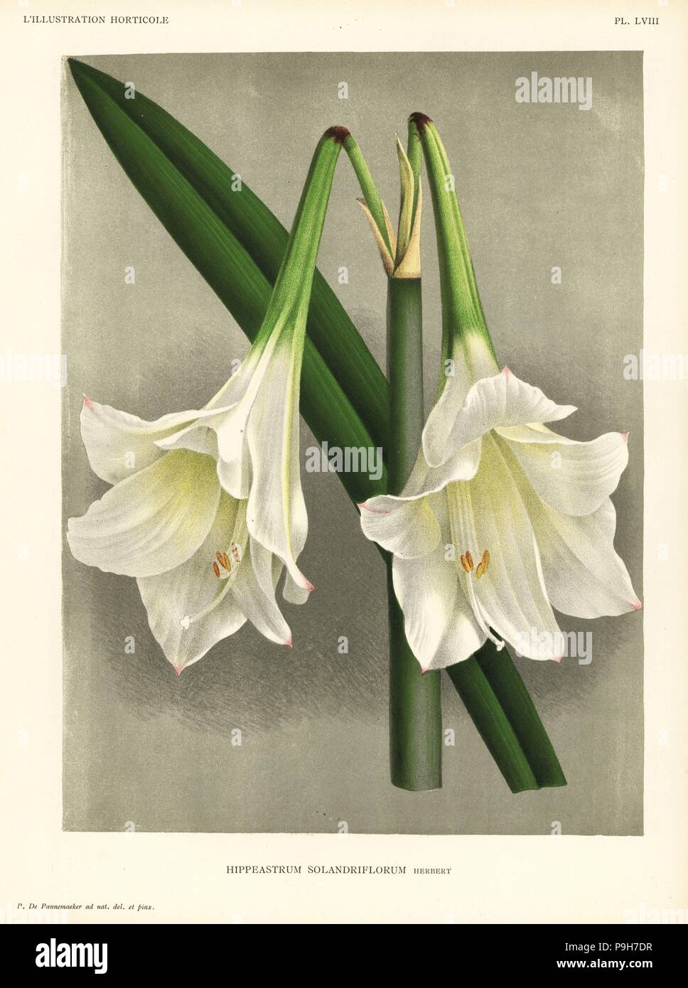 Hippeastrum elegans (Hippeastrum solandriflorum). Drawn and ...
