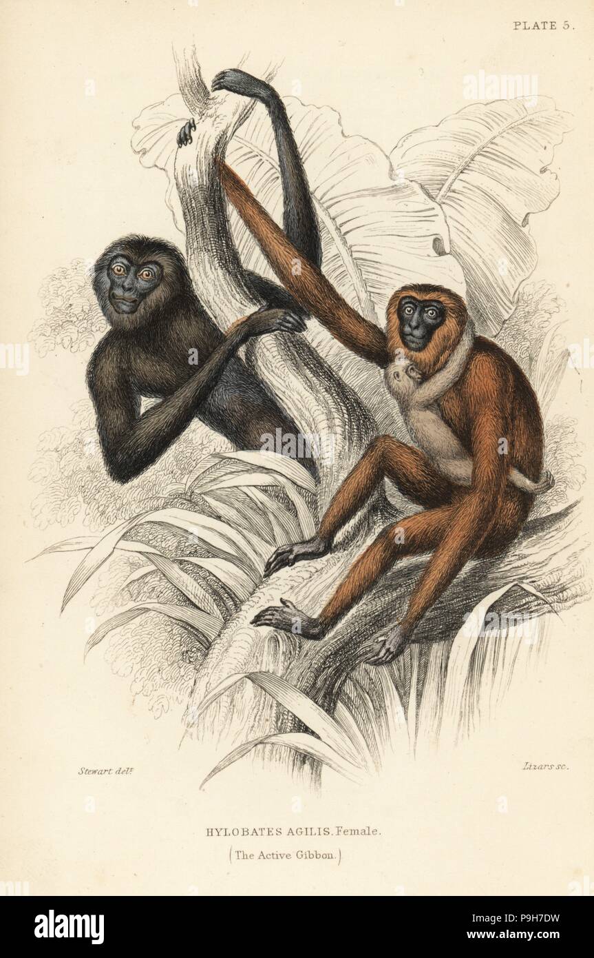 Active gibbon, female with young, Hylobates agilis. Endangered ...