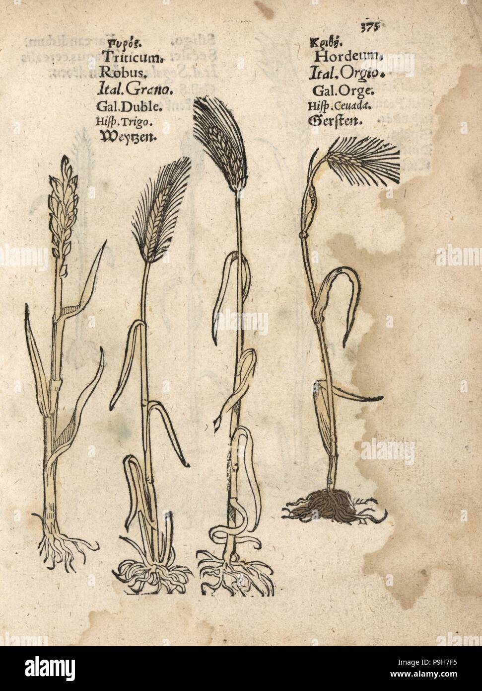 Barley botanical illustration hi-res stock photography and images - Alamy