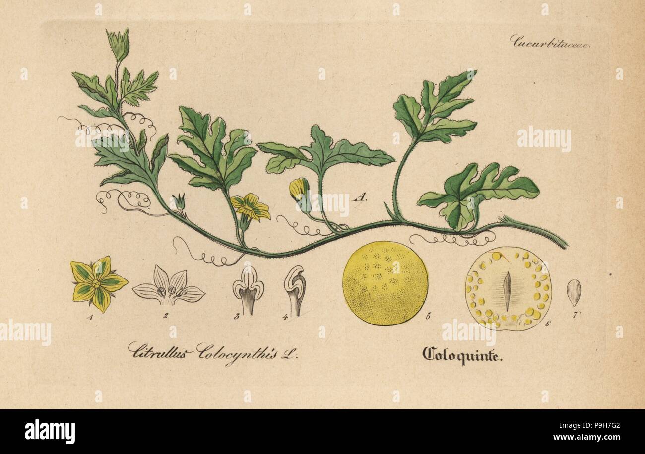 Citrullus colocynthis illustration hi-res stock photography and images ...