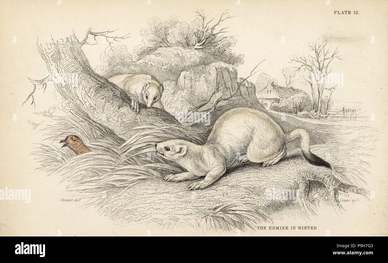 Coat ermine hi-res stock photography and images - Alamy