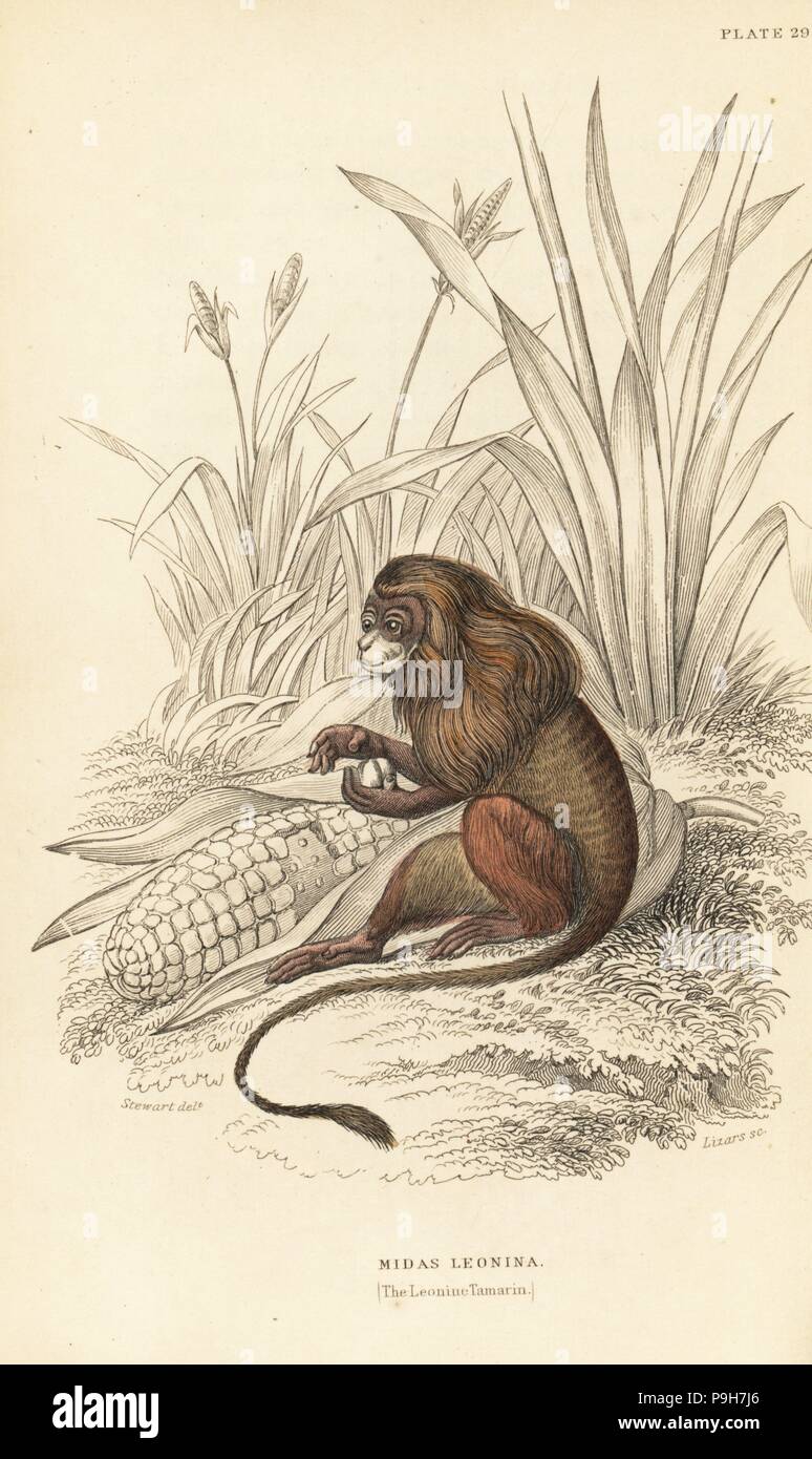 Pygmy marmoset, Cebuella pygmaea (Leonine tamarin, Midas leonina ...