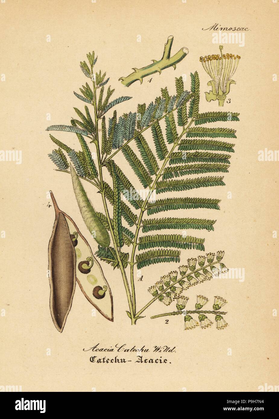 Black catechu hi-res stock photography and images - Alamy