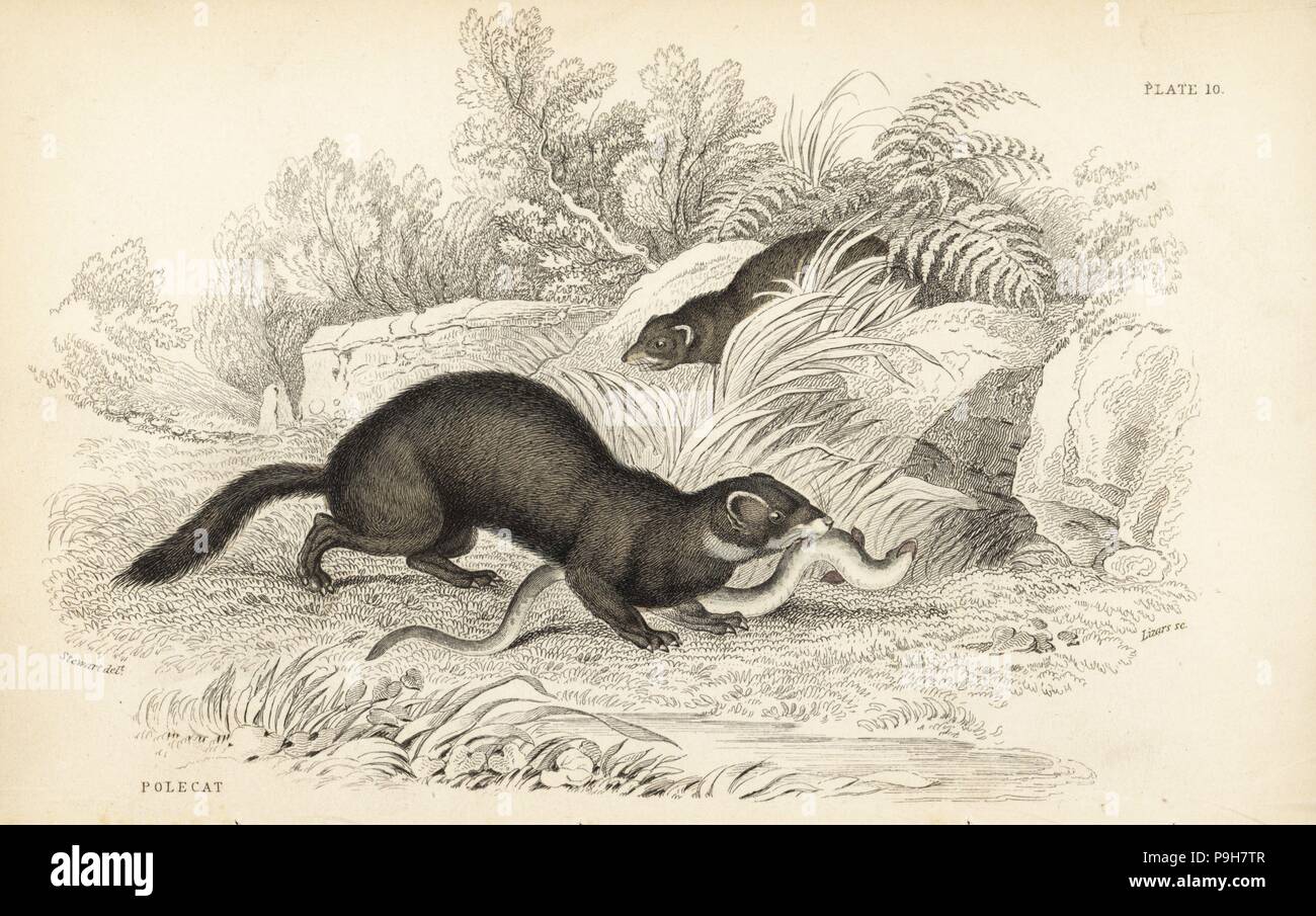 European polecat, Mustela putorius, with eel in its mouth. Handcoloured ...