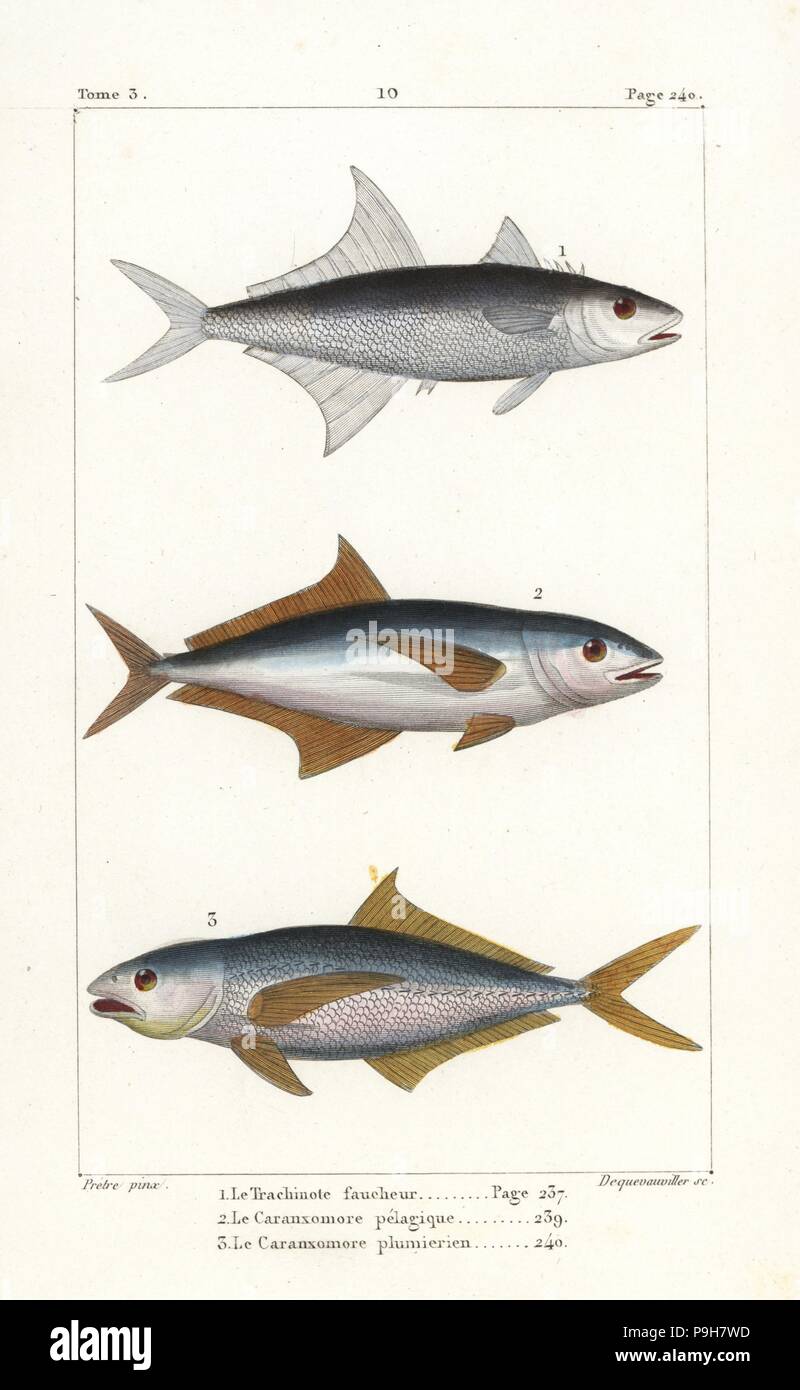 Falcatus hi-res stock photography and images - Alamy