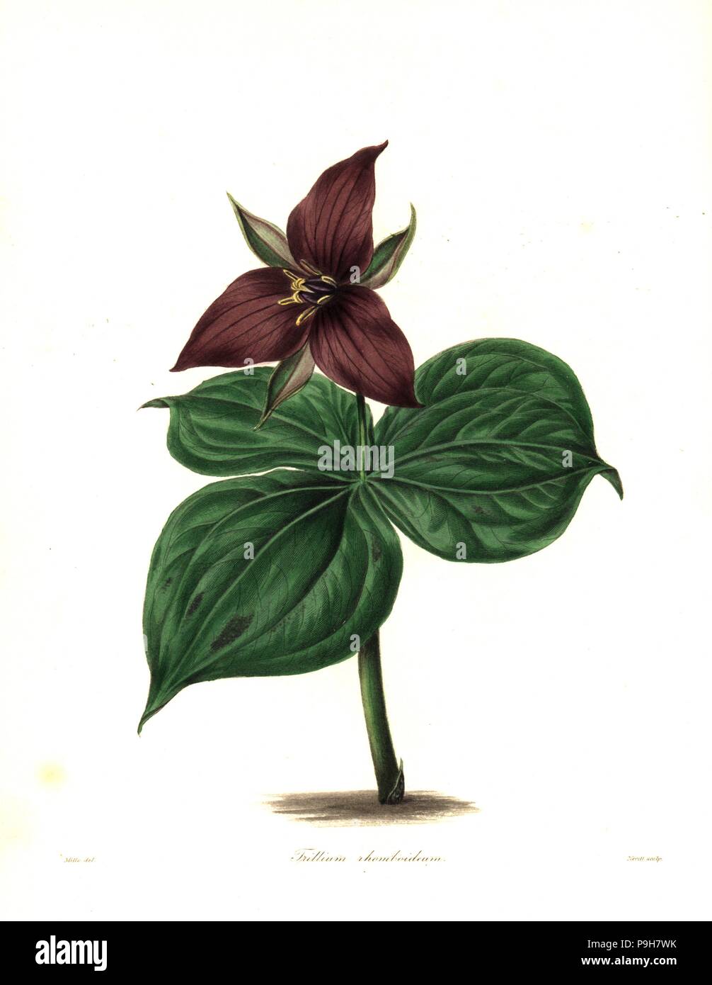 Stinking Benjamin Trillium