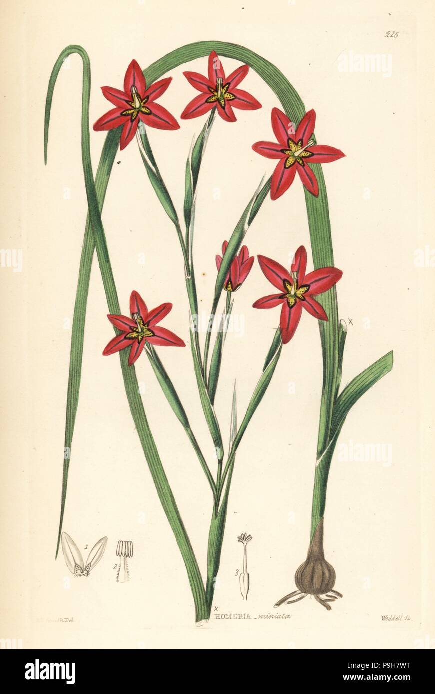 Cape tulip, Moraea miniata (Spot-flowered homeria, Homeria miniata ...