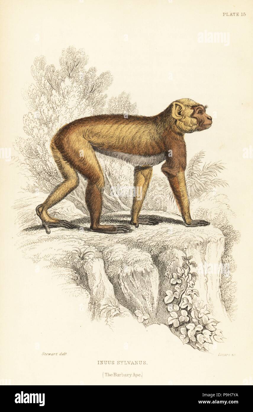 Barbary ape or Barbary macaque, Macaca sylvanus (Inuus sylvanus ...