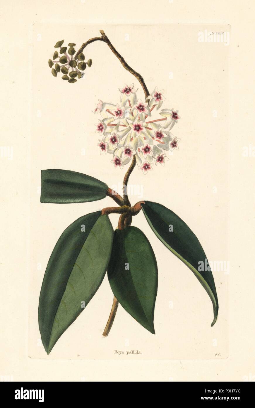 Hoya pallida. Handcoloured copperplate engraving by George Cooke from ...