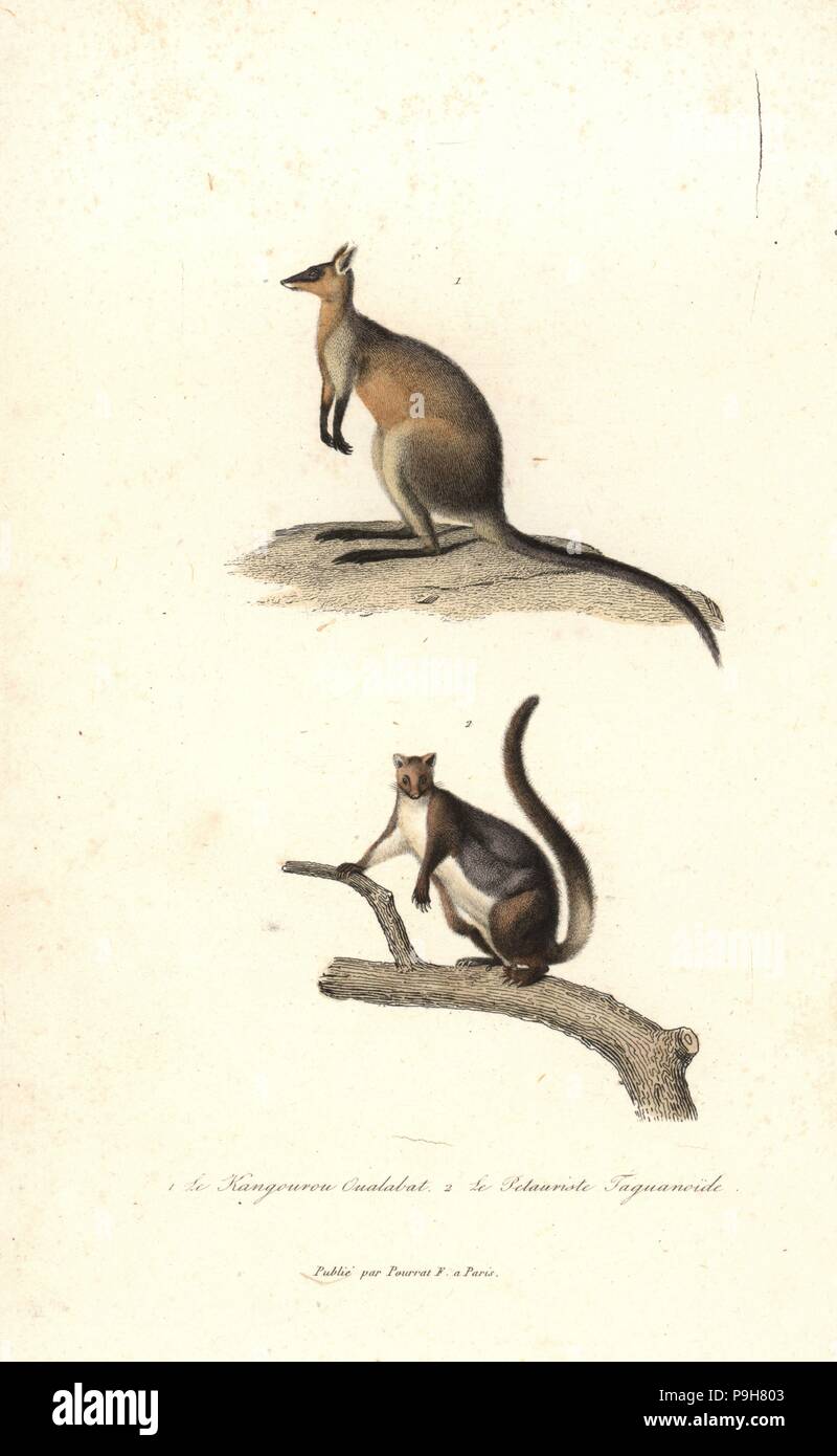 Swamp wallaby, Wallabia bicolor, and yellow-bellied glider, Petaurus ...