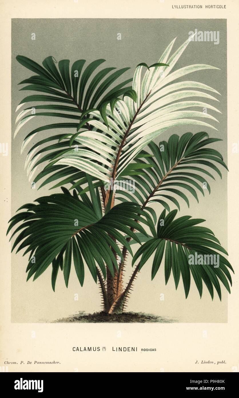 Calamus discolor hi-res stock photography and images - Alamy