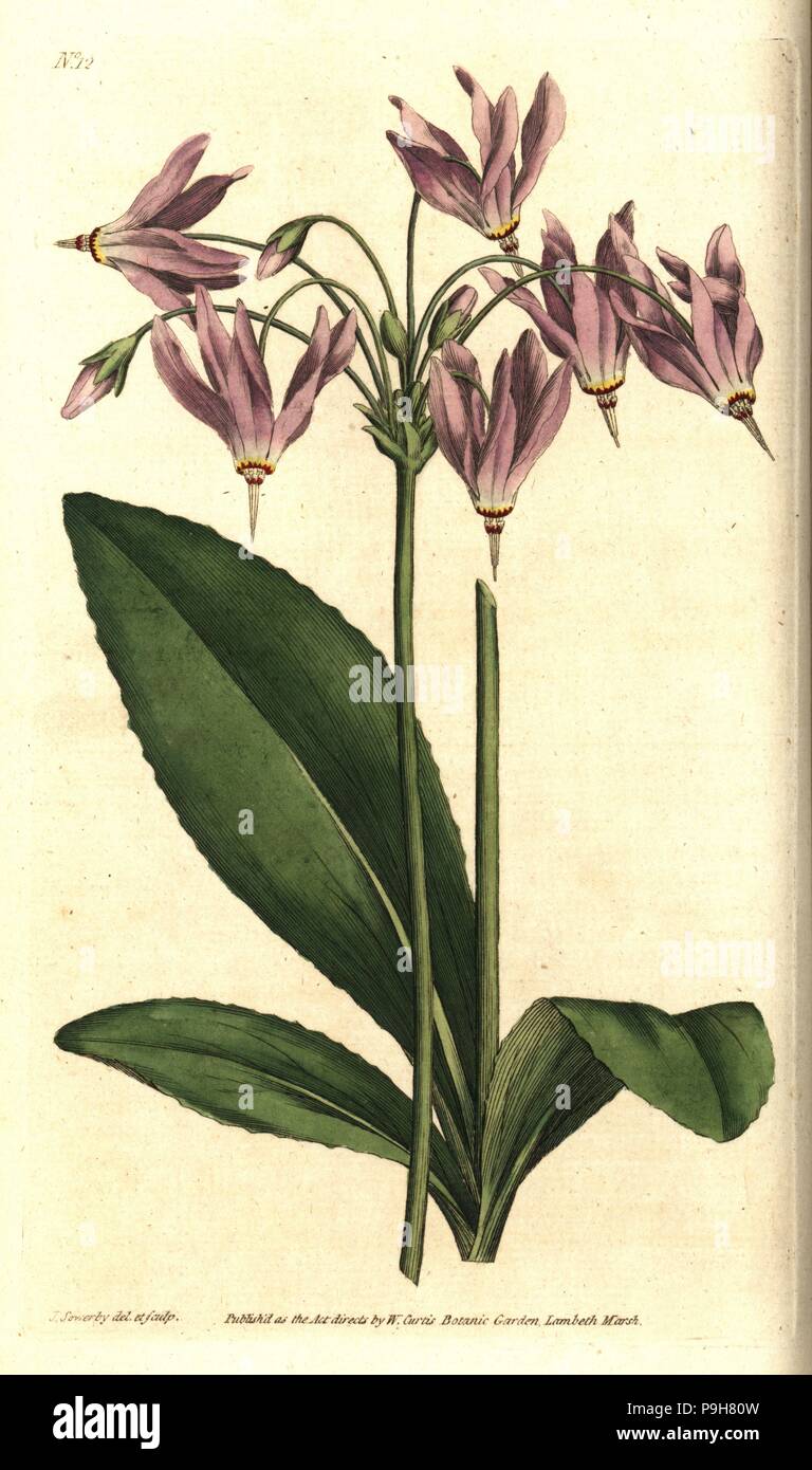 American cowslip or Mead's dodecatheon, Dodecatheon meadia. Handcolured ...