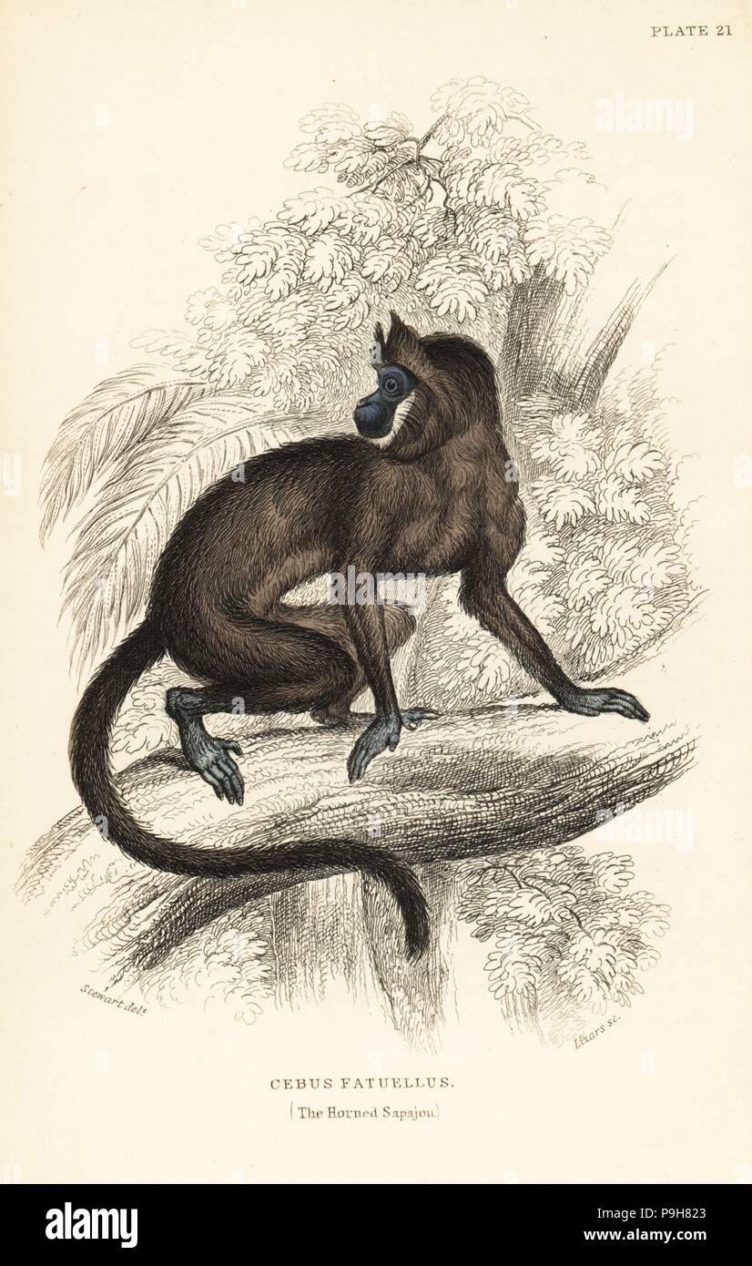 Tufted capuchin monkey, Cebus apella (Horned sapajou, Cebus fatuellus ...