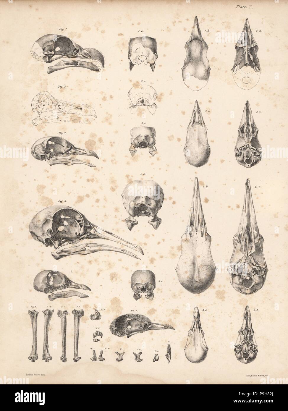 Tooth billed pigeon hi-res stock photography and images - Alamy