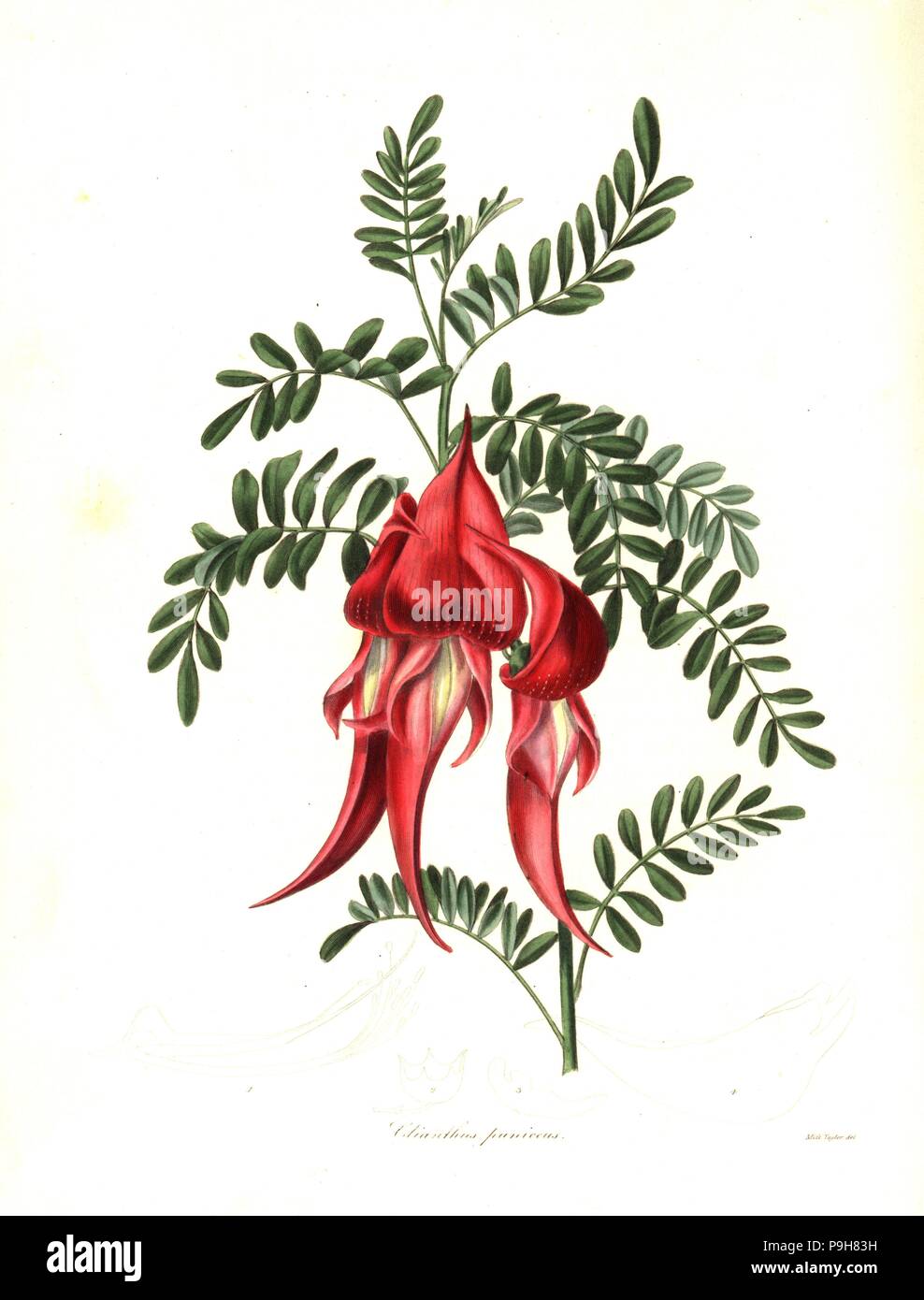 Kaka beak, crimson clianthus or glory pea, Clianthus puniceus ...
