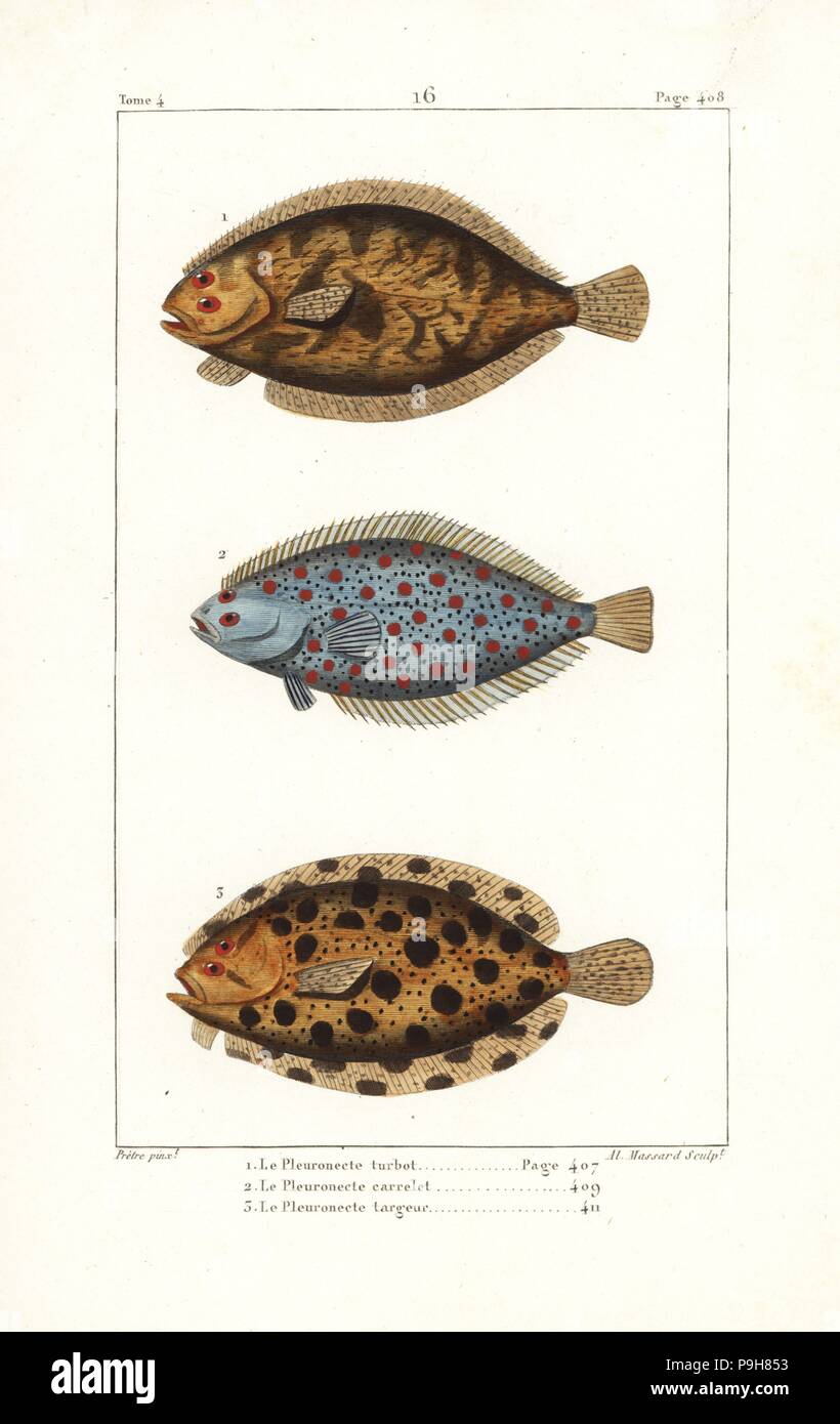 Topknot flatfish hi-res stock photography and images - Alamy