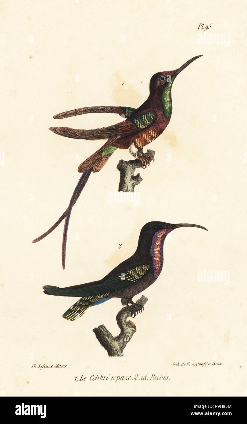 Crimson topaz, Topaza pella, and ruby-throated hummingbird, Archilochus ...