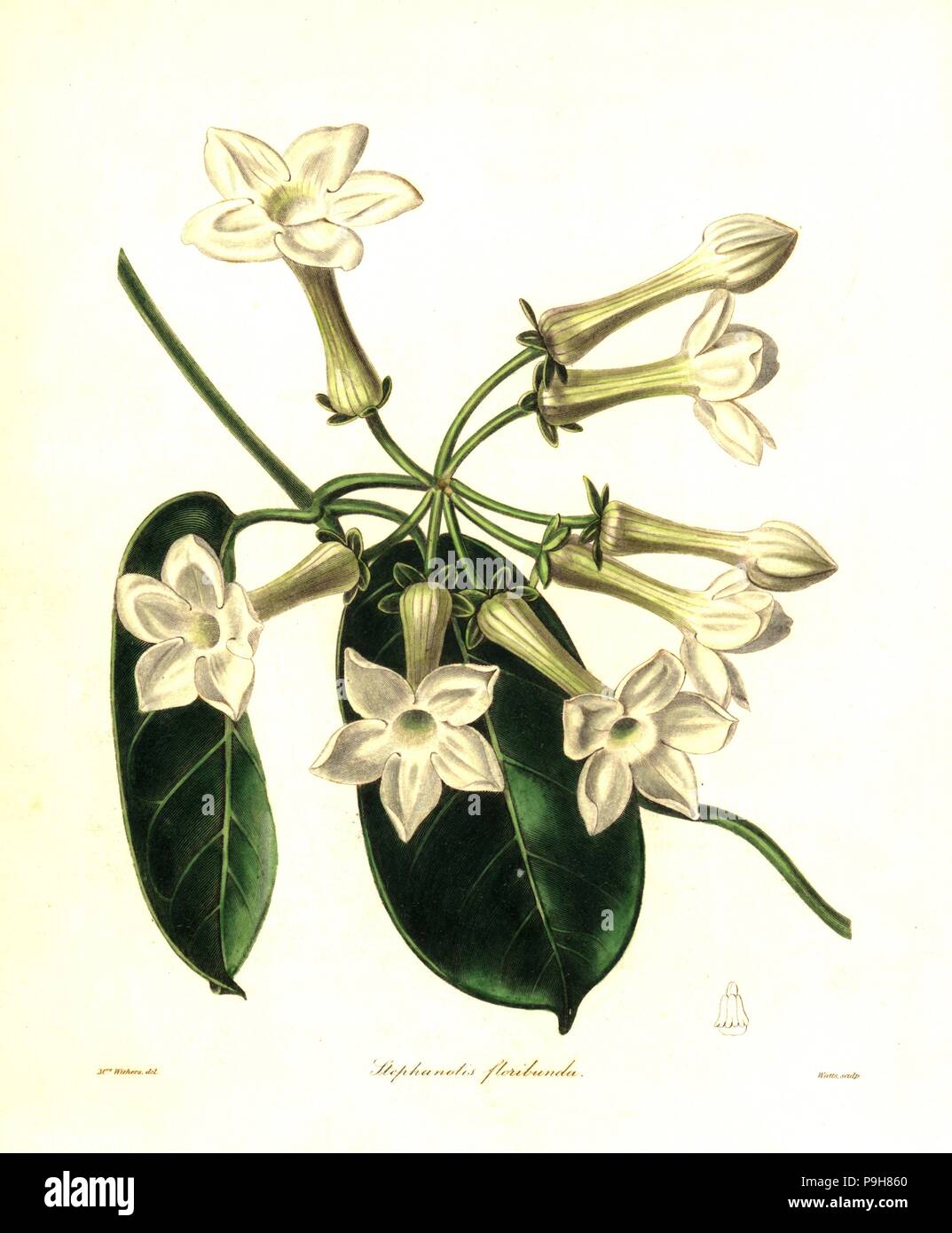 Colored Stephanotis