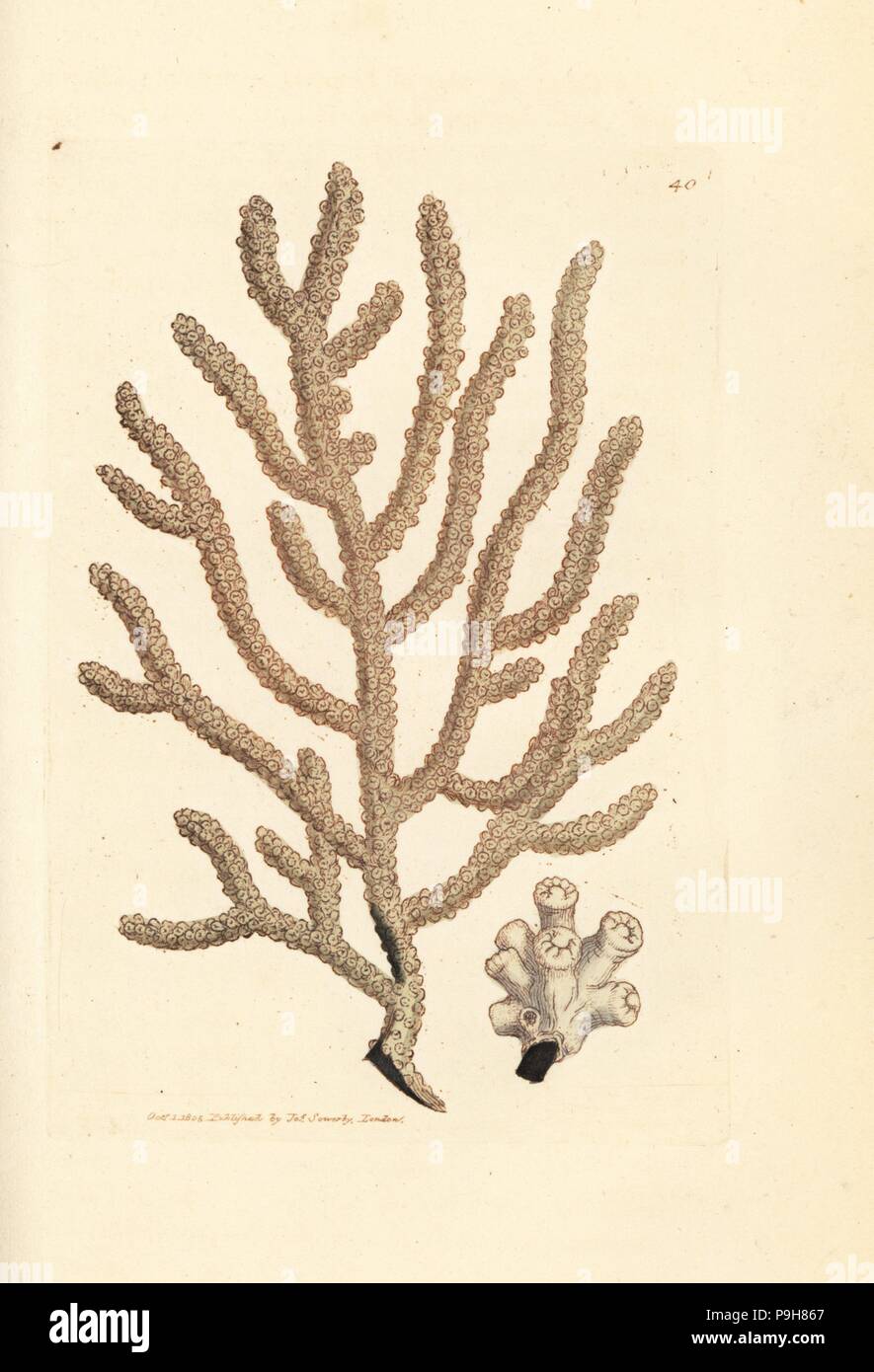 Gorgonia viminalis hi-res stock photography and images - Alamy