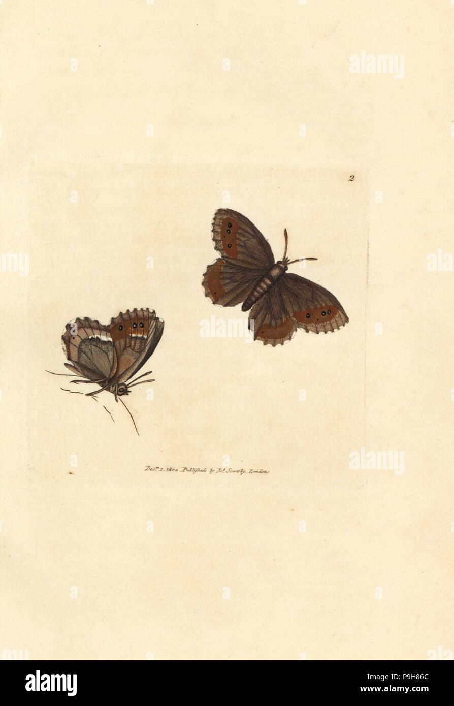 Scotch Argus butterfly, Erebia aethiops (Papilio blandina ...